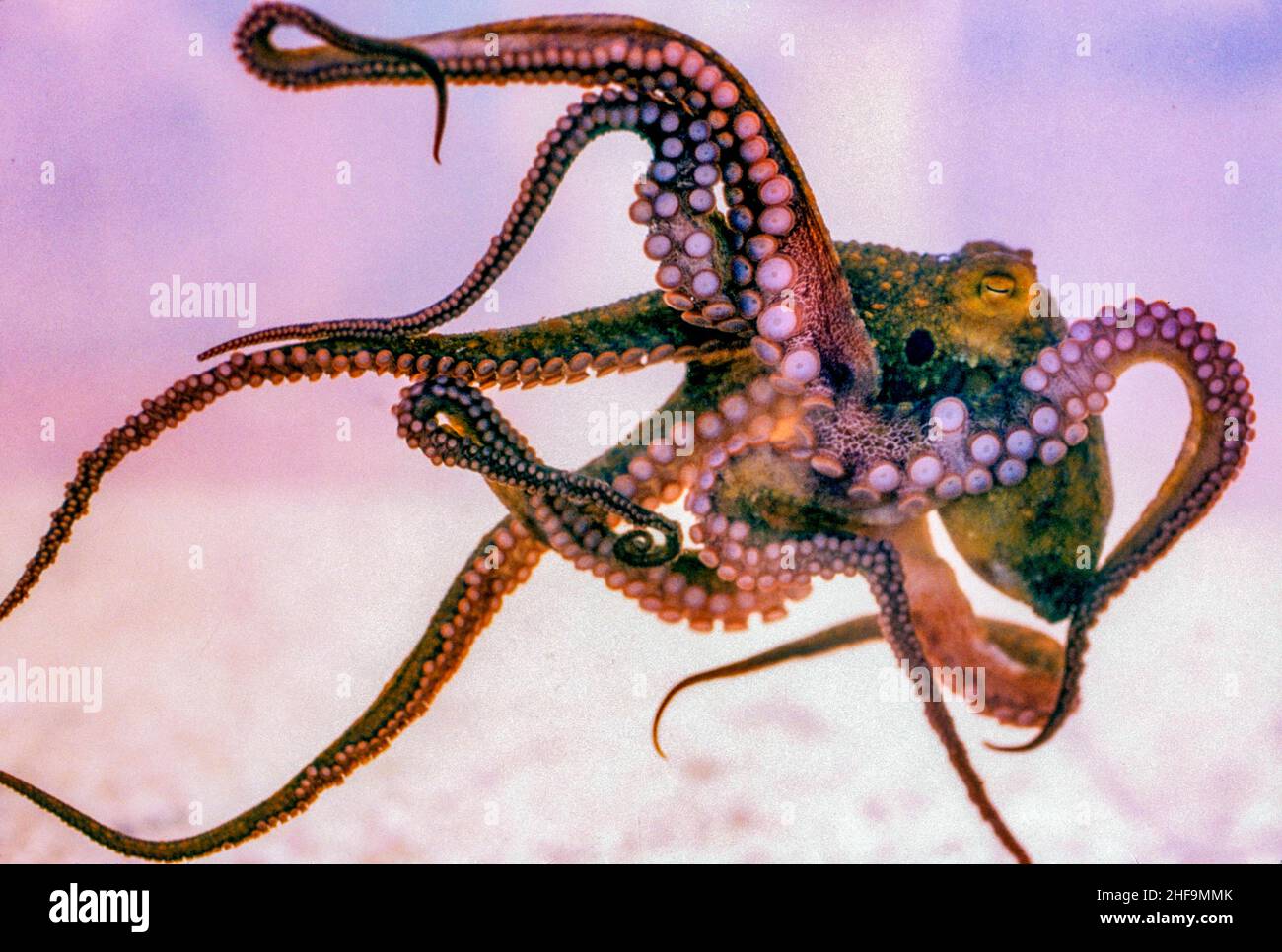 An octopus is a soft-bodied, eight-limbed mollusc of the order Octopoda ...