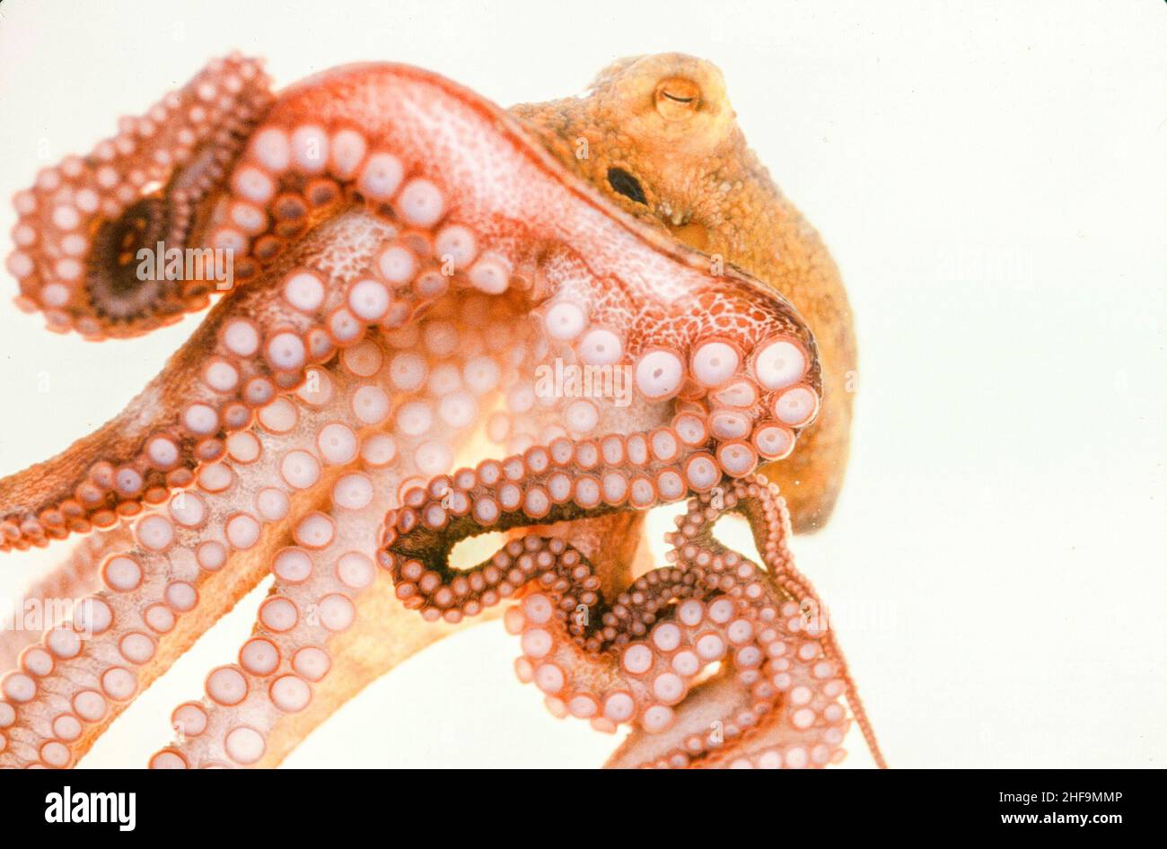 An octopus is a soft-bodied, eight-limbed mollusc of the order Octopoda ...