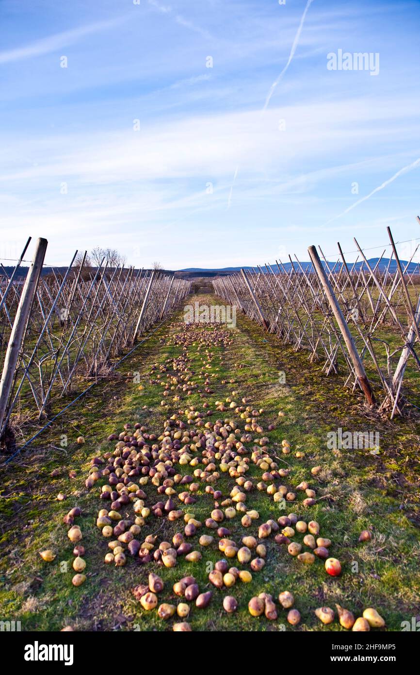 Bruised pear hi-res stock photography and images - Alamy
