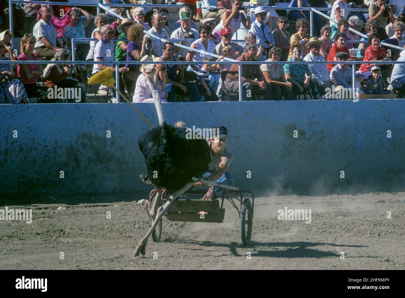 As the audience watches, an ostrich competes in races at the Date ...