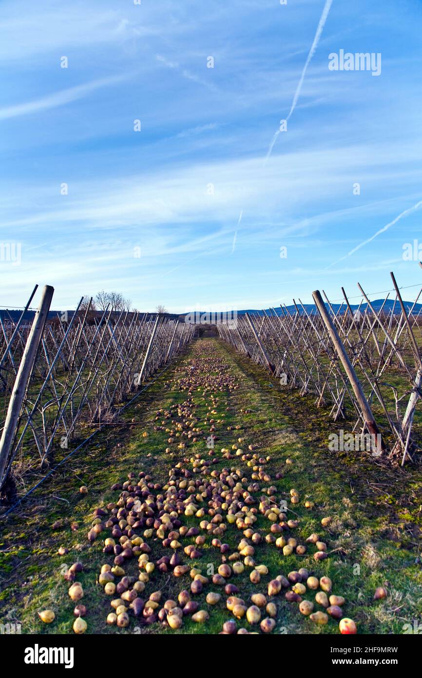 windfall fruits on the meadow at a fruit farm Stock Photo - Alamy
