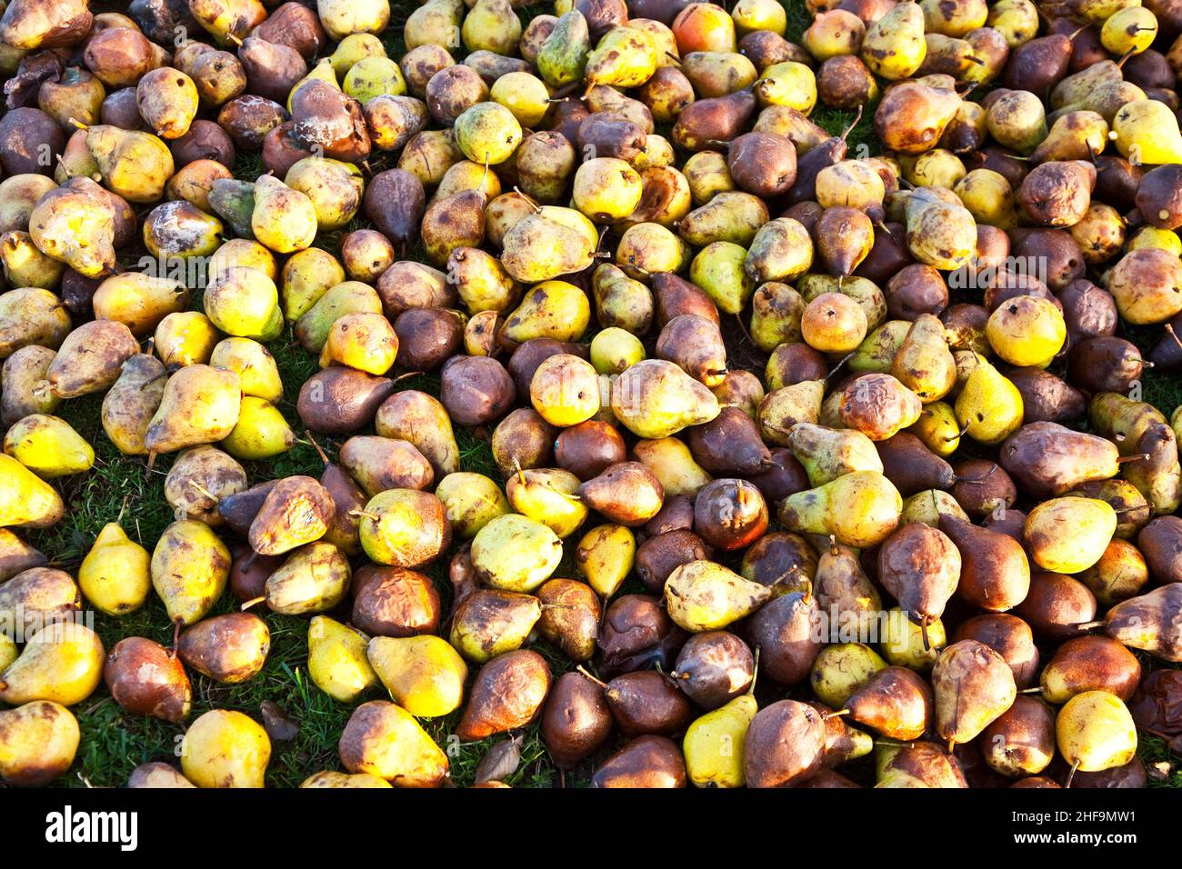 windfall fruits on the meadow at a fruit farm Stock Photo - Alamy