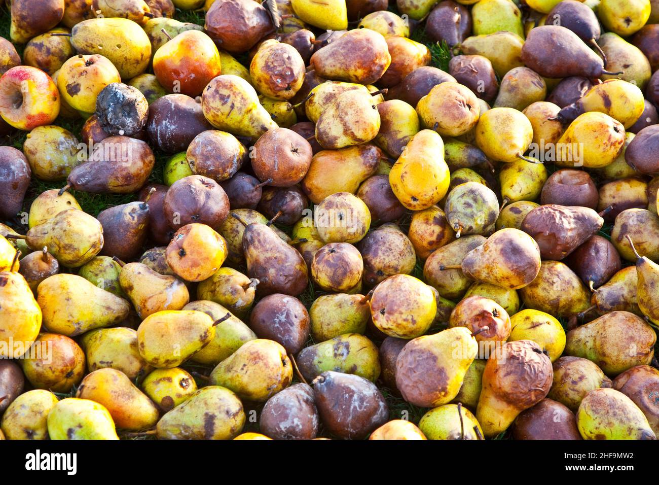 windfall fruits on the meadow at a fruit farm Stock Photo - Alamy