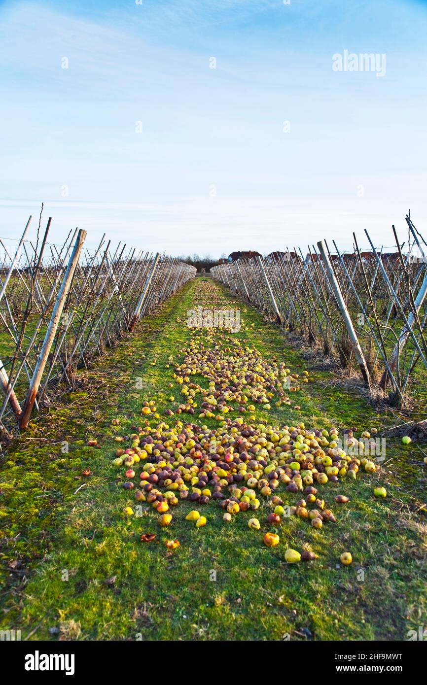 windfall fruits on the meadow at a fruit farm Stock Photo - Alamy