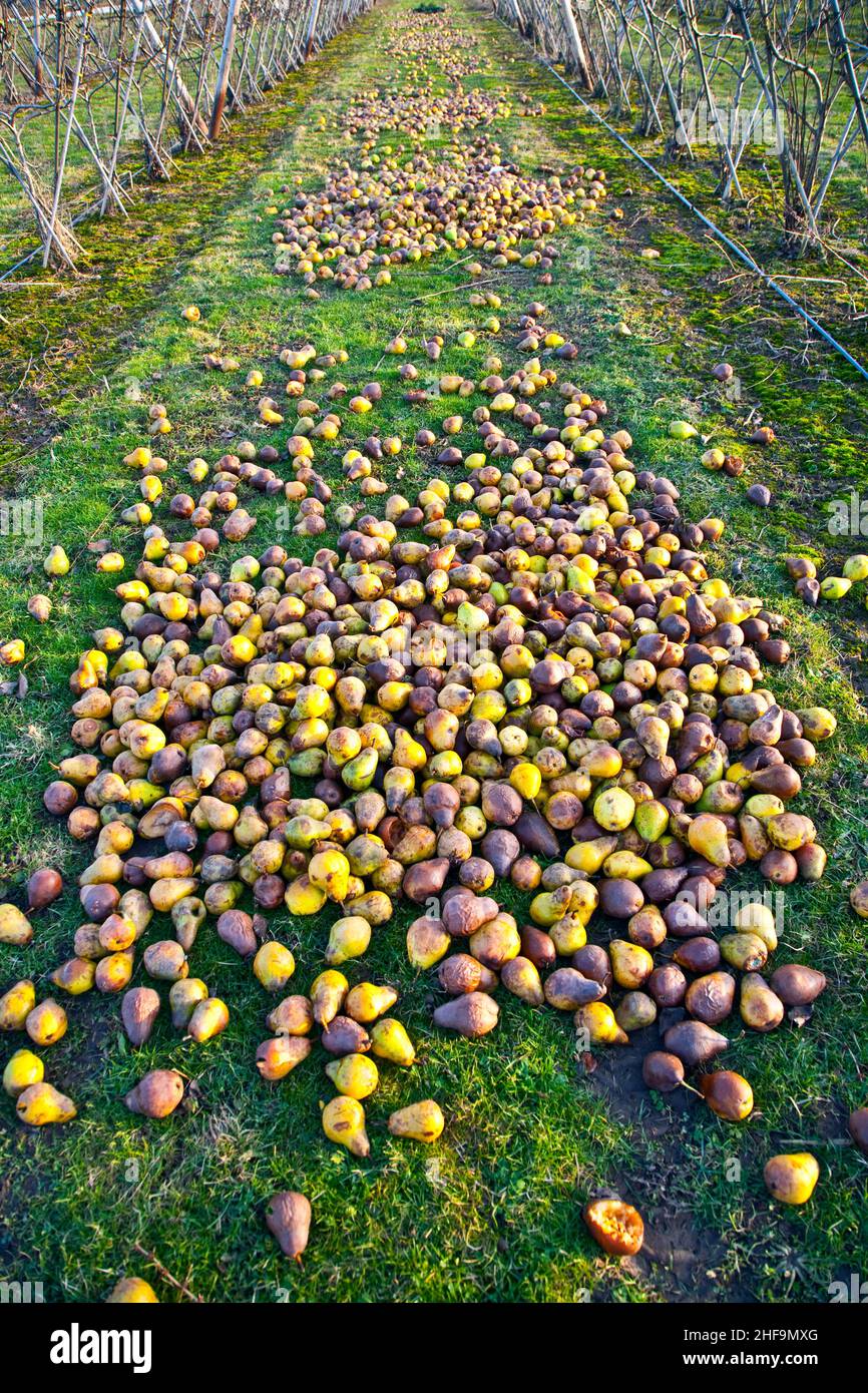 windfall fruits on the meadow at a fruit farm Stock Photo - Alamy
