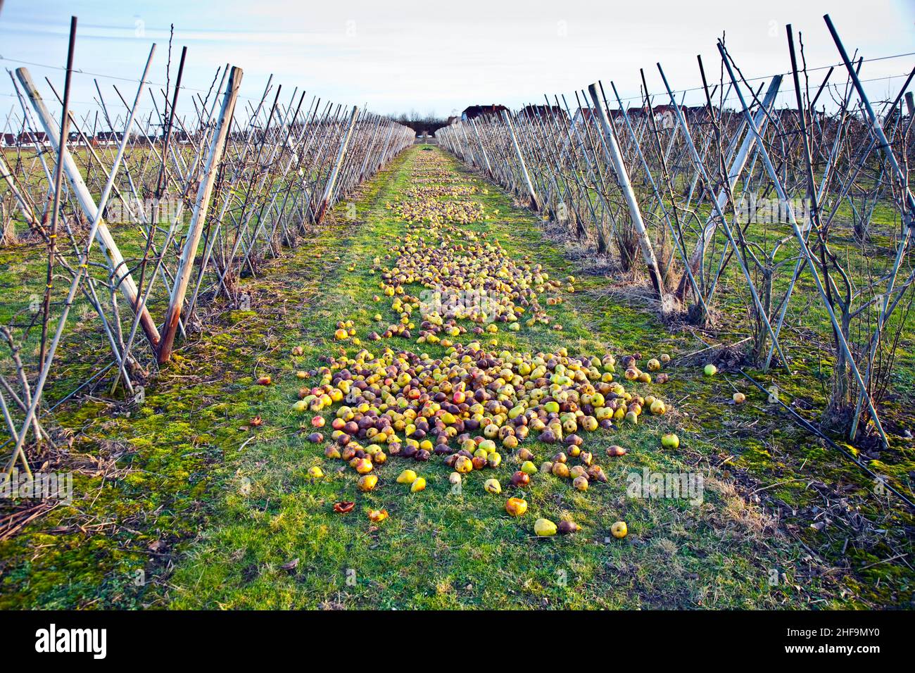 Bruised pear hi-res stock photography and images - Alamy