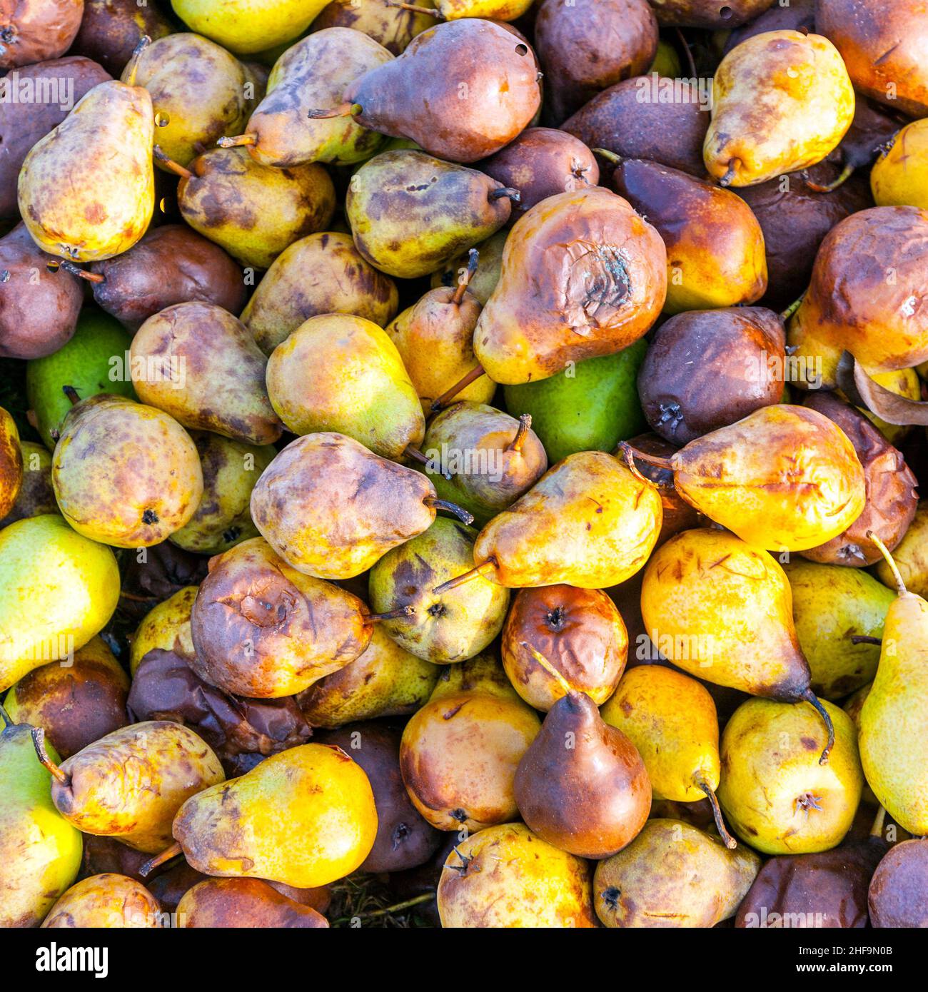 Fallen rotten pear fruits hi-res stock photography and images - Alamy