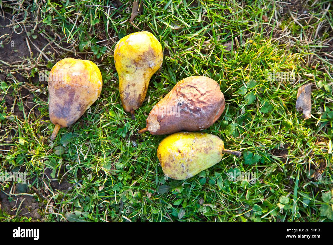 Bruised pear hi-res stock photography and images - Alamy