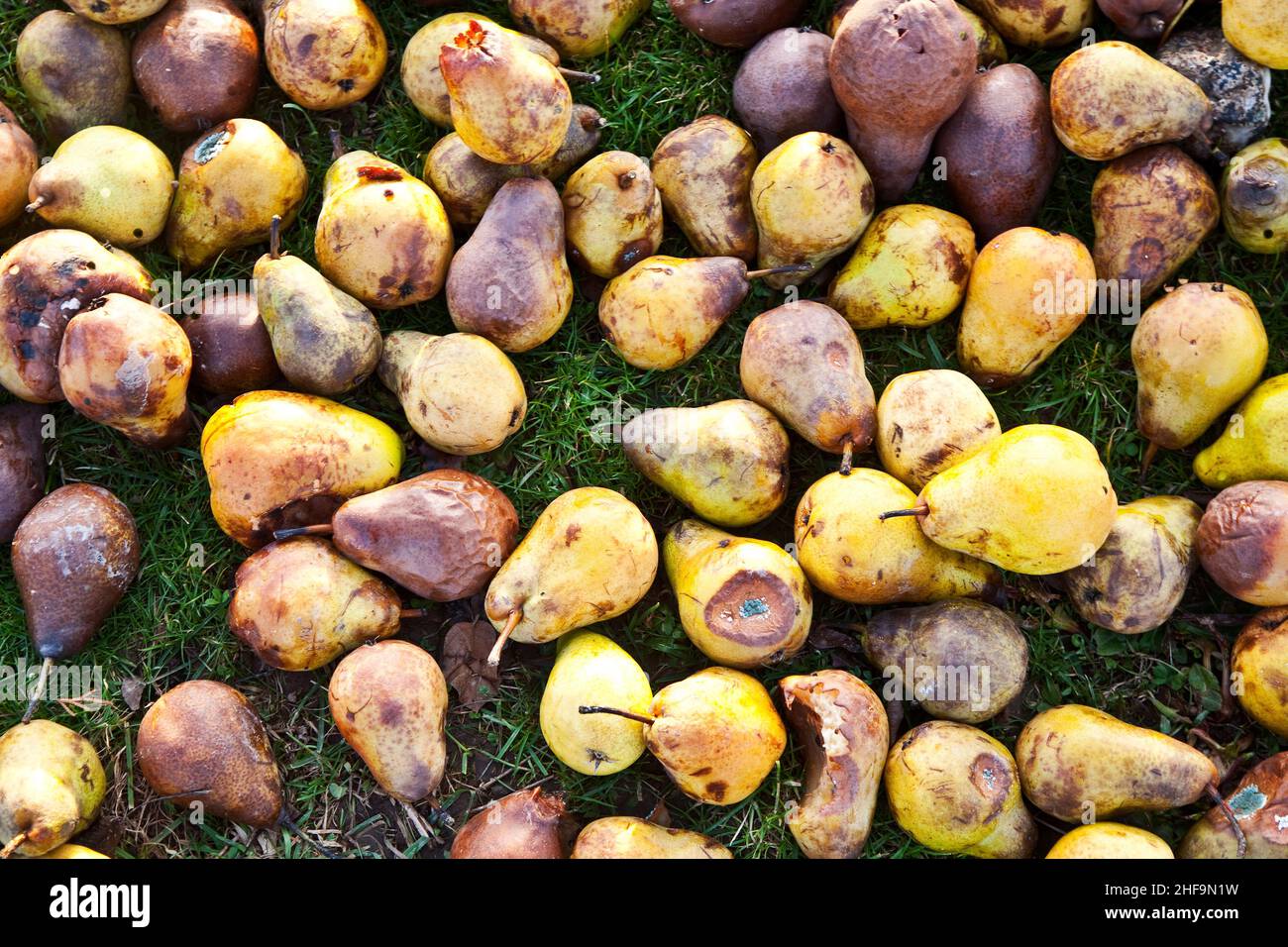 windfall fruits on the meadow at a fruit farm Stock Photo - Alamy