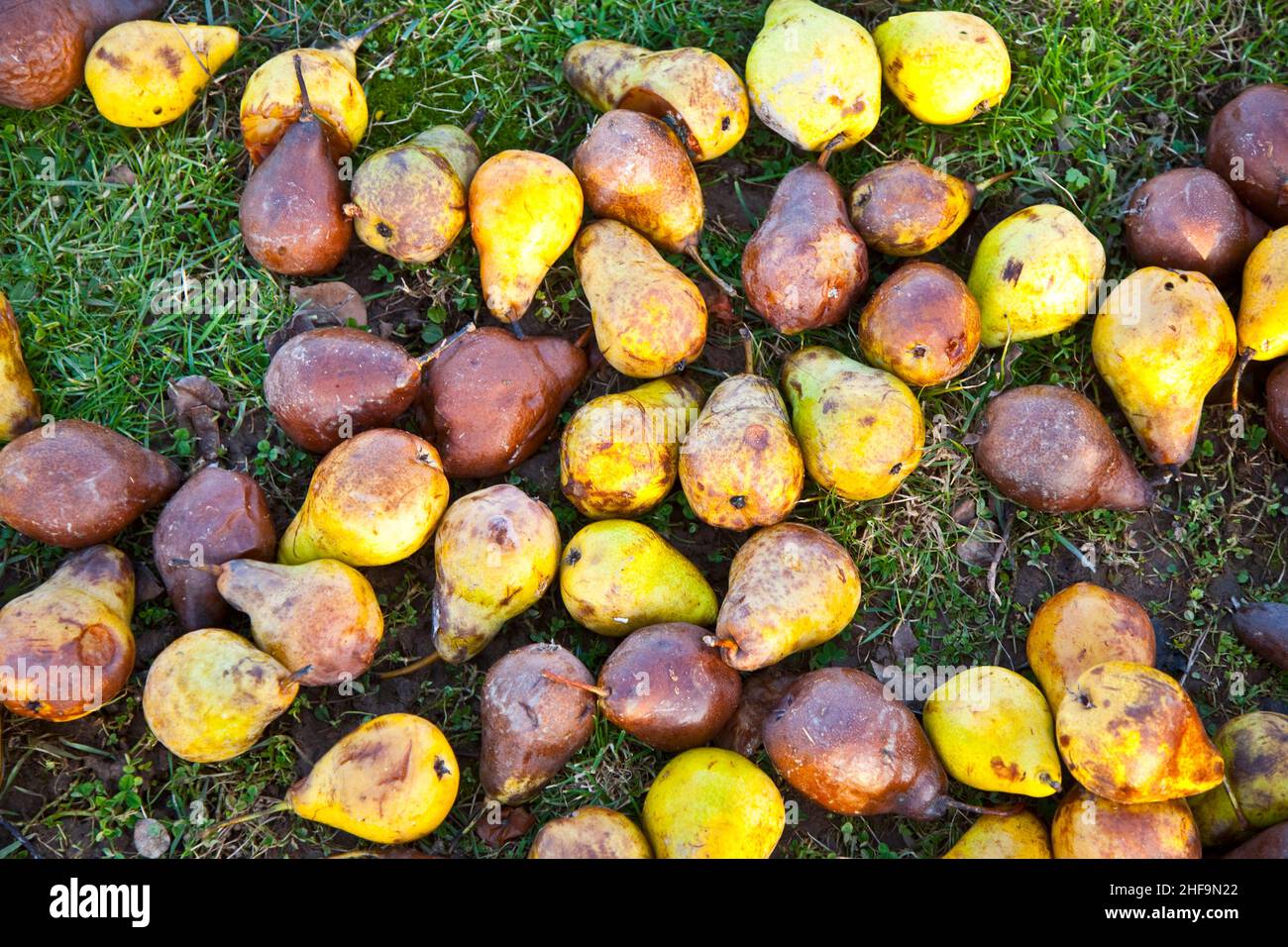 Bruised pear hi-res stock photography and images - Alamy