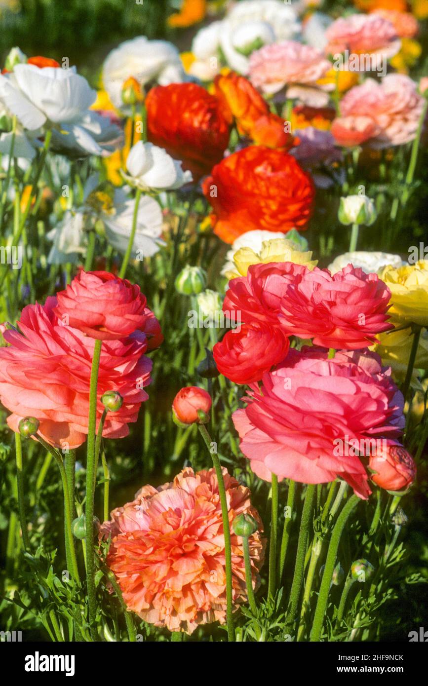 Ranunculus is a large genus of about 600 species of flowering plants in ...