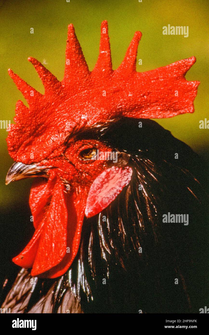 A profile portrait of a rooster shows his bright red cockscomb crest ...