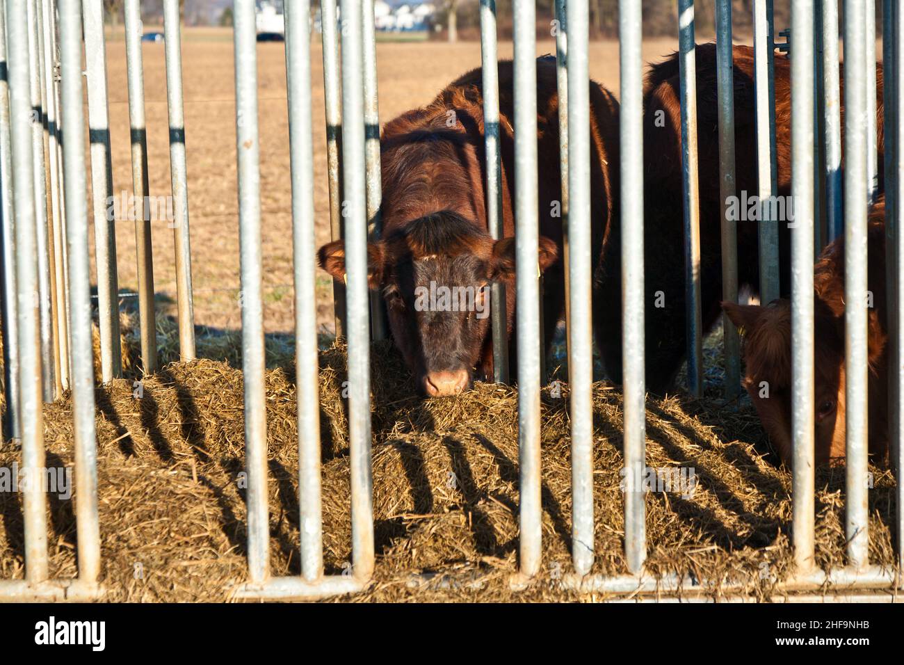 Cow cage hi-res stock photography and images - Alamy