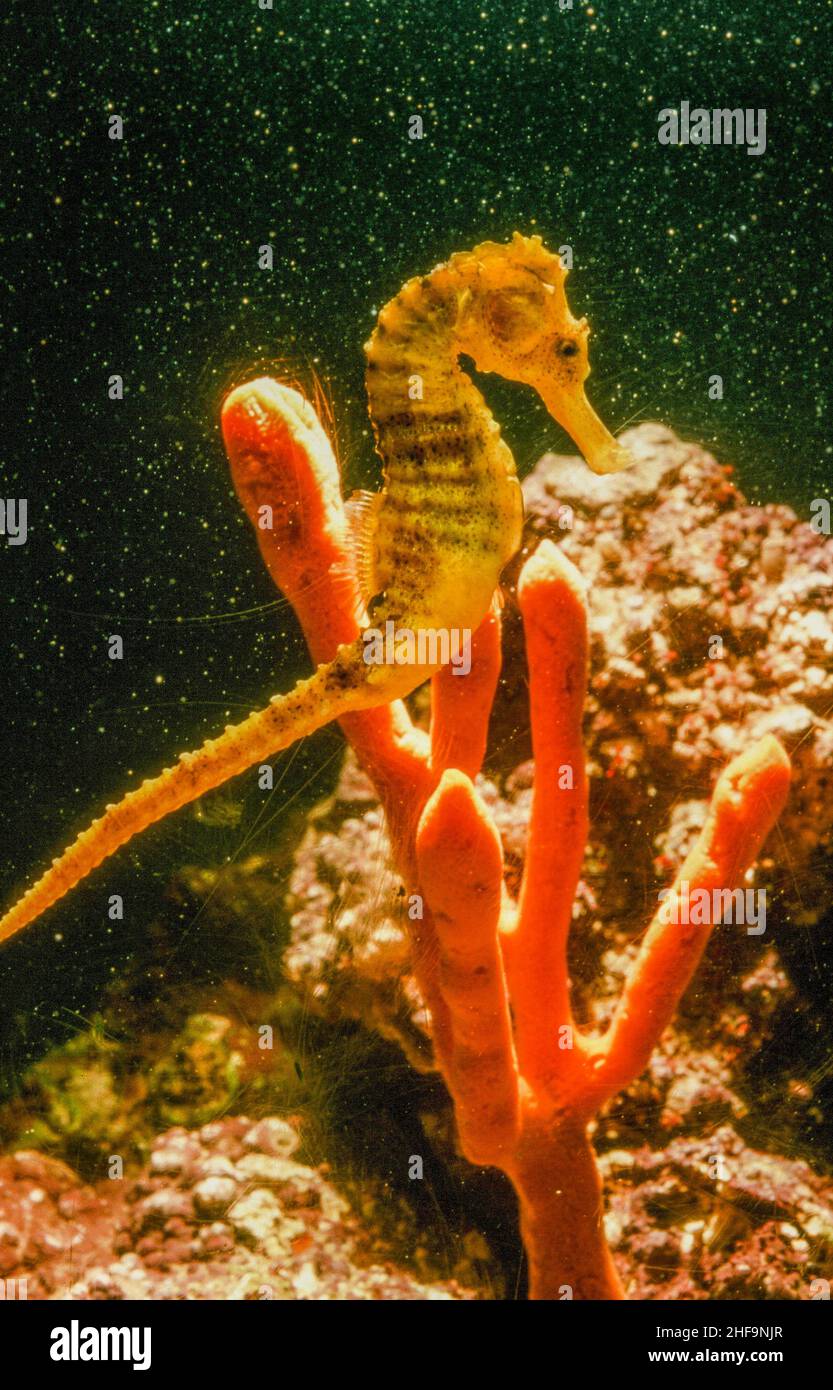 A sea horse is any of 46 species of small marine fish in the genus ...