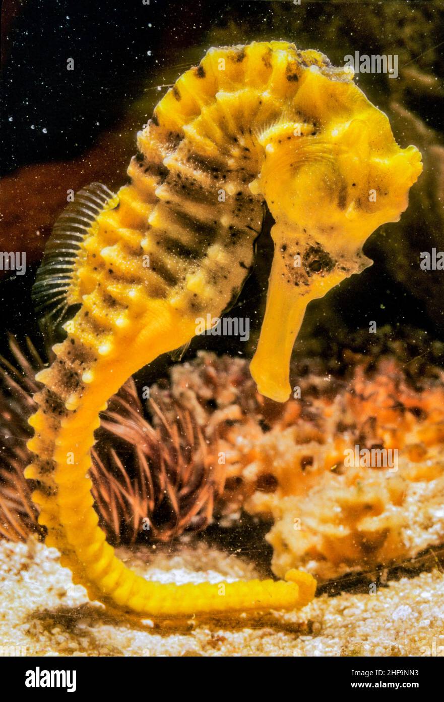 A sea horse is any of 46 species of small marine fish in the genus ...
