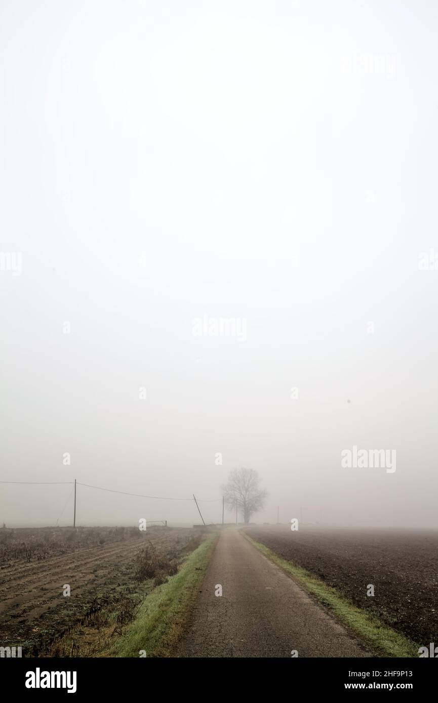 Road with a poplar and an over head power line in the italian ...