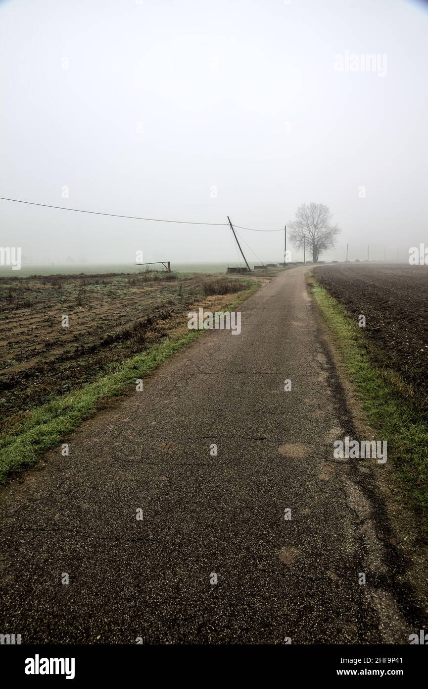 Road with a poplar and an over head power line in the italian ...