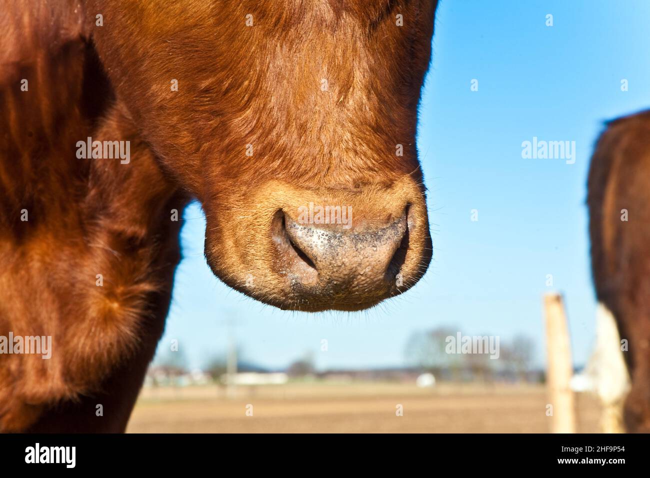friendly cattle on straw with blue sky Stock Photo - Alamy