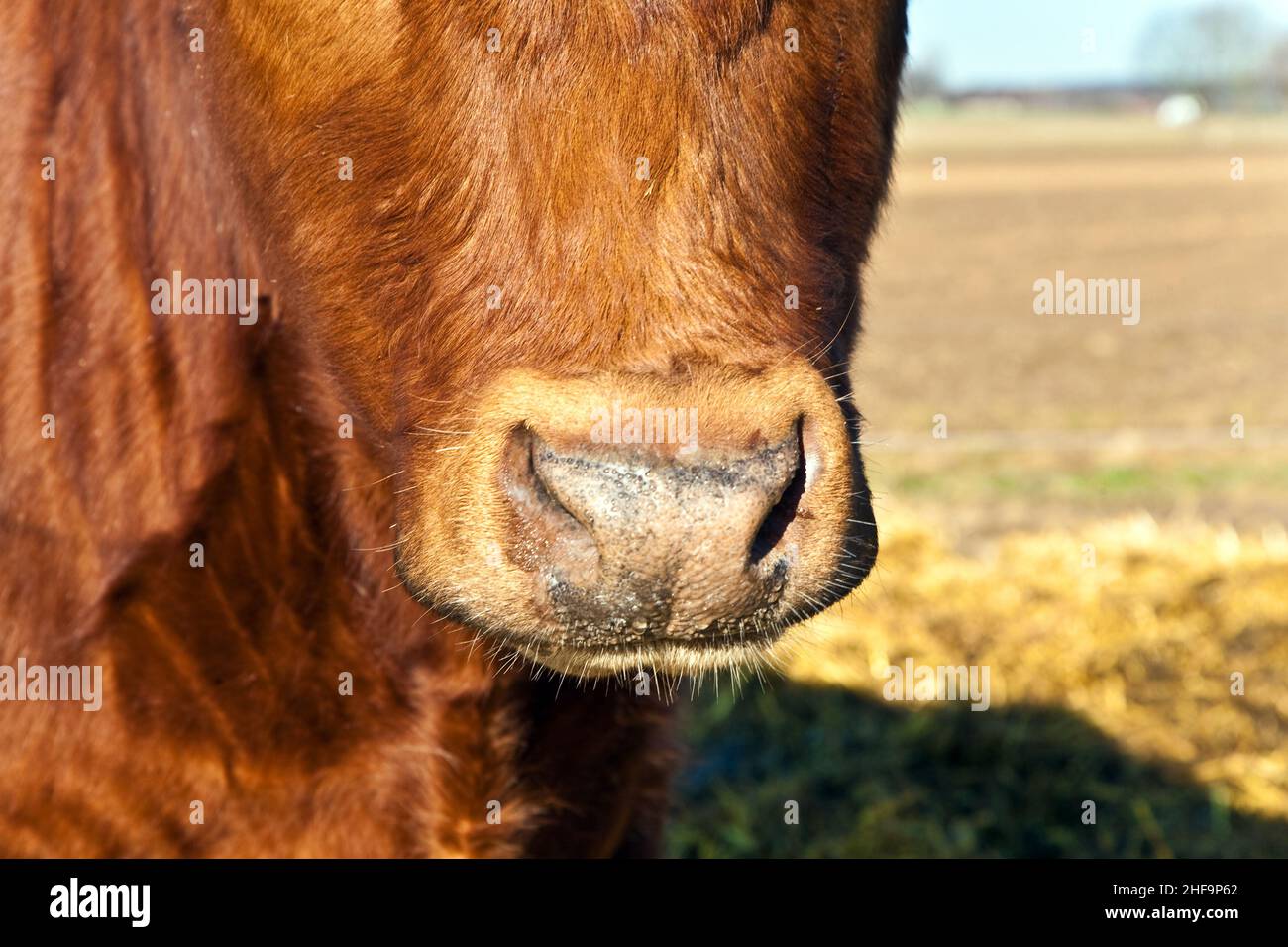 friendly cattle on straw with blue sky Stock Photo - Alamy