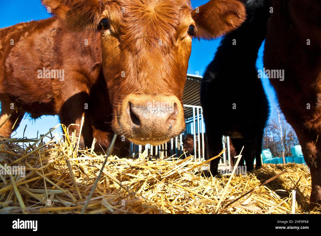 friendly cattle on straw with blue sky Stock Photo - Alamy