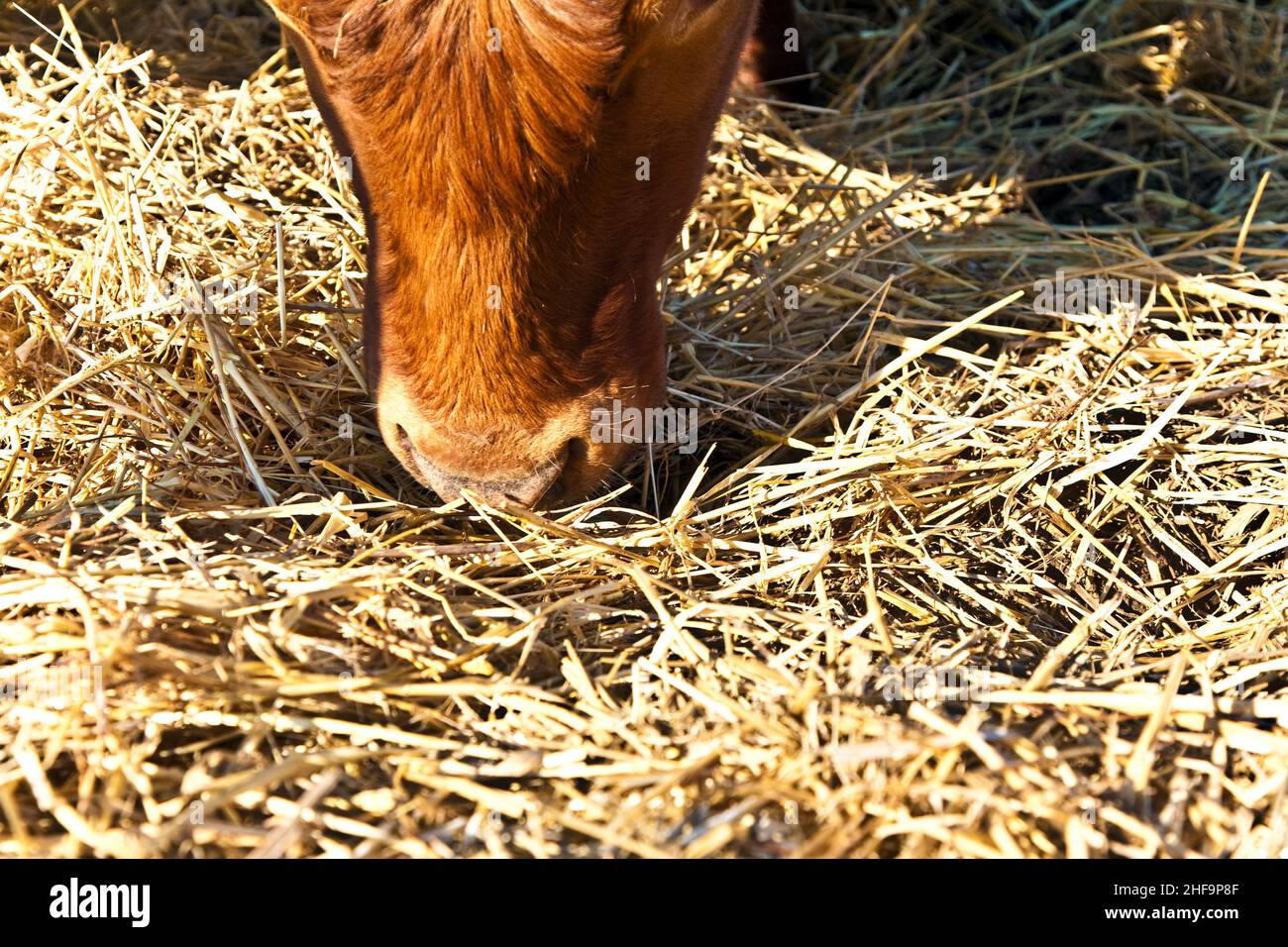 mouth of friendly cattle on straw with blue sky Stock Photo - Alamy