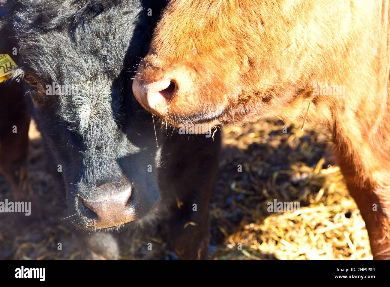 friendly cattle on straw with blue sky Stock Photo - Alamy
