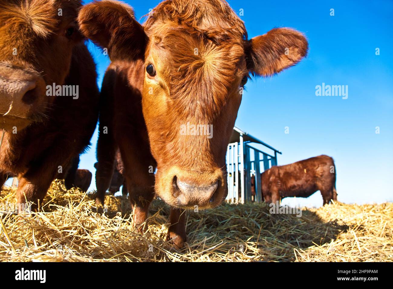 mouth of friendly cattle on straw with blue sky Stock Photo - Alamy