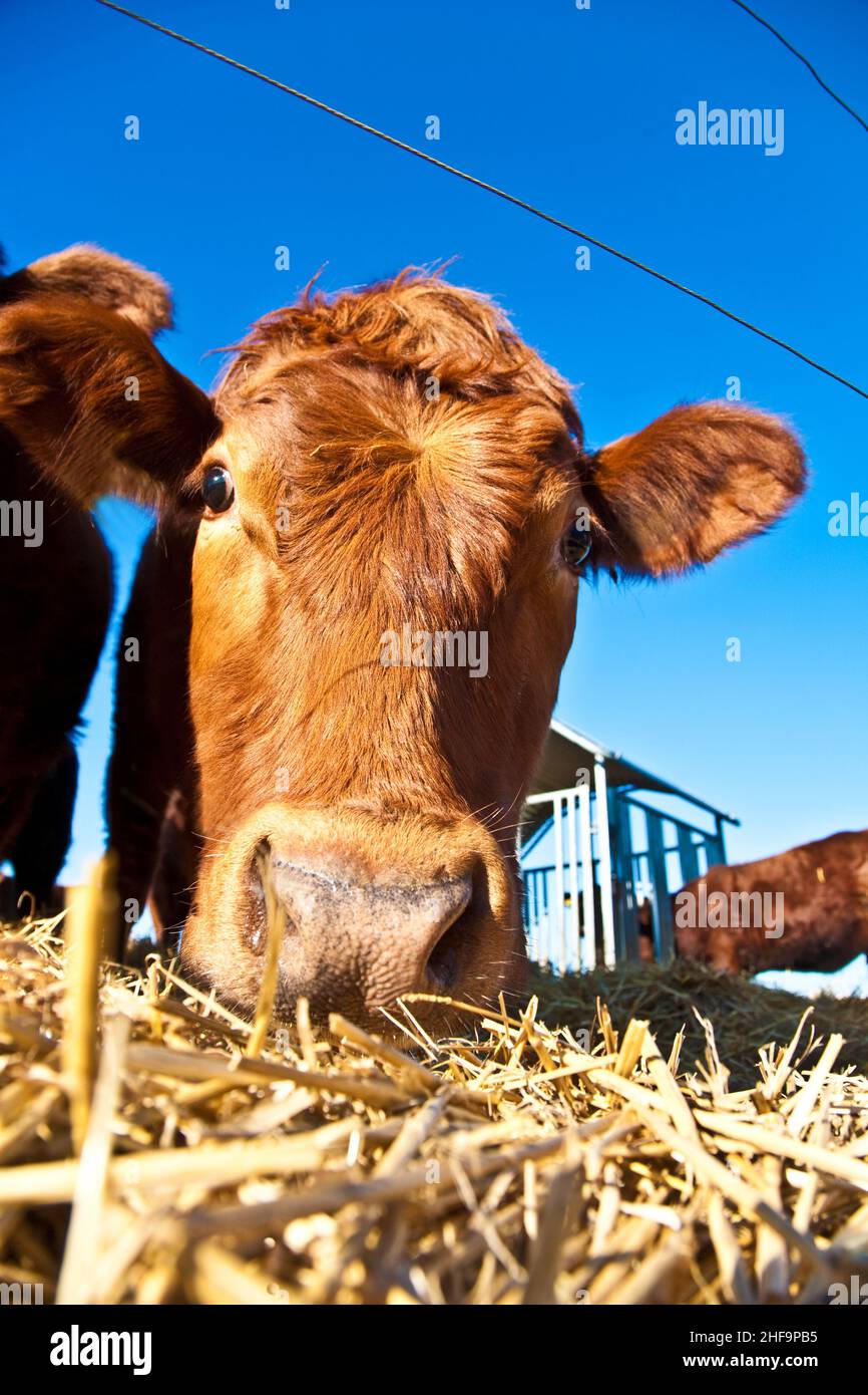 mouth of friendly cattle on straw with blue sky Stock Photo - Alamy