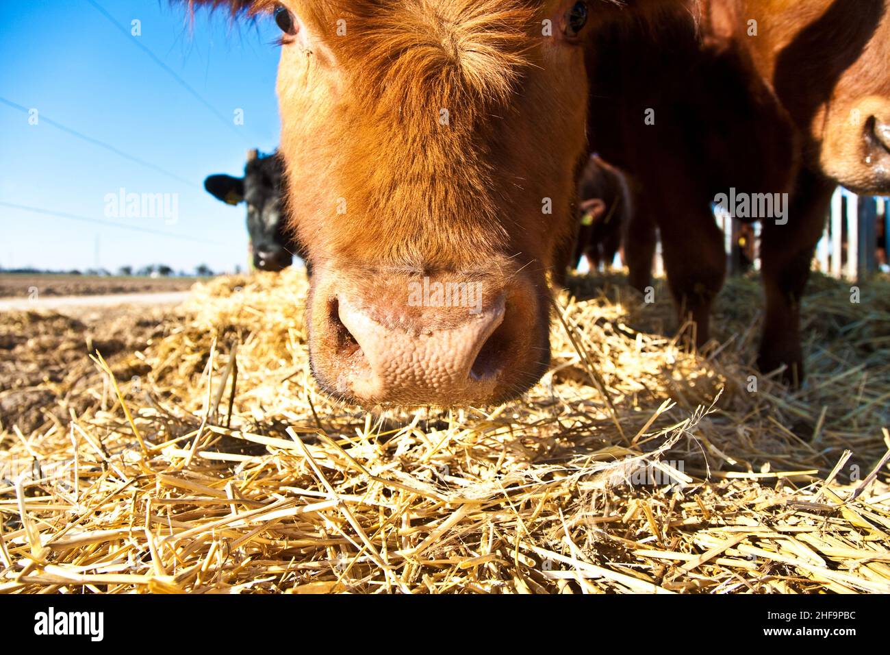 mouth of friendly cattle on straw with blue sky Stock Photo - Alamy
