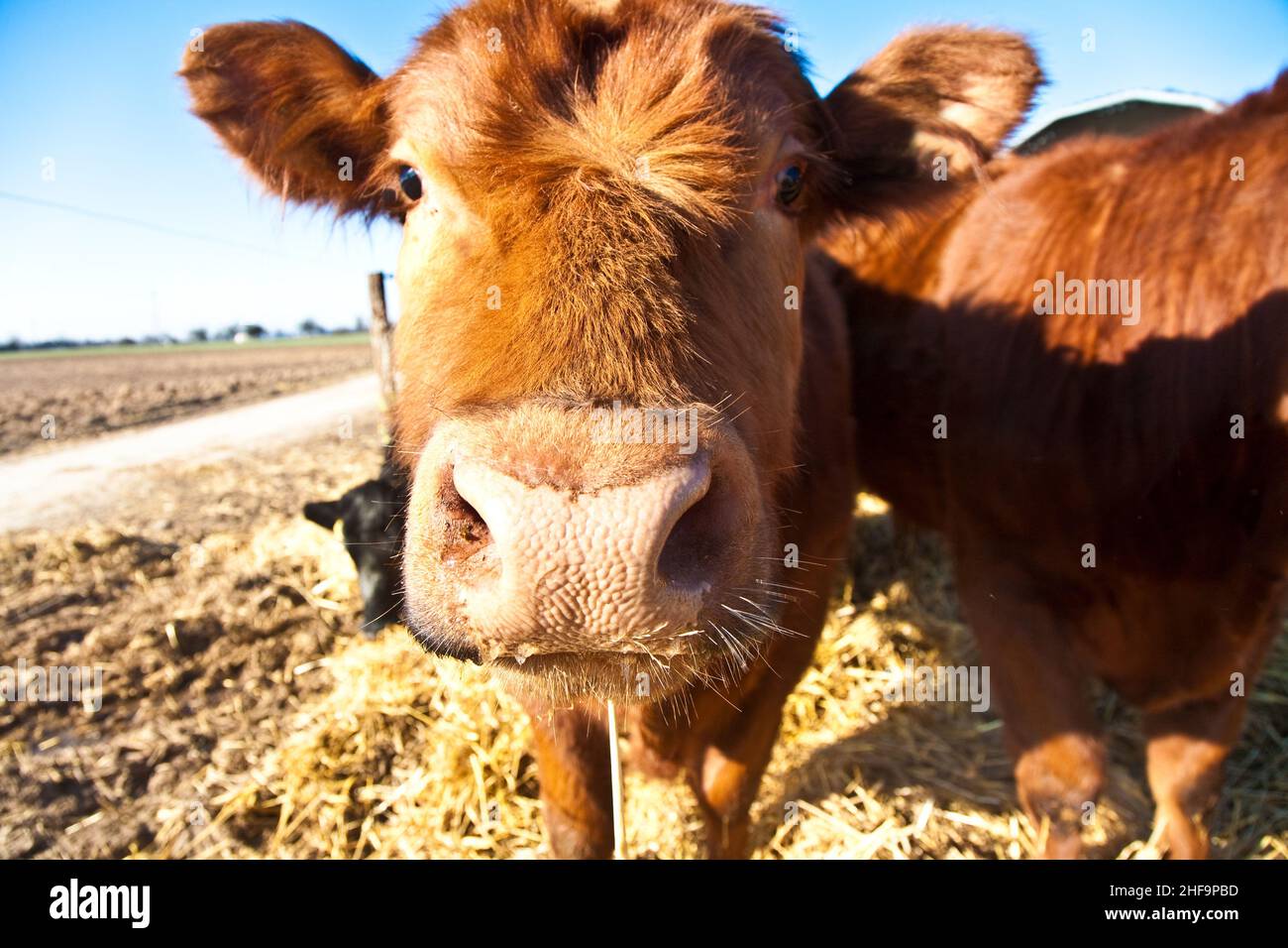 mouth of friendly cattle on straw with blue sky Stock Photo - Alamy