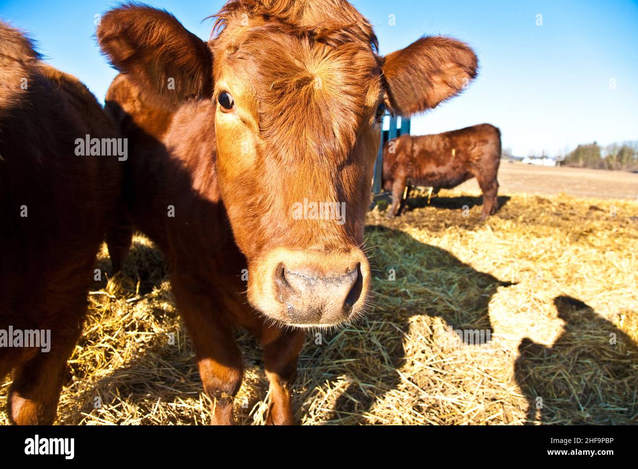 mouth of friendly cattle on straw with blue sky Stock Photo - Alamy