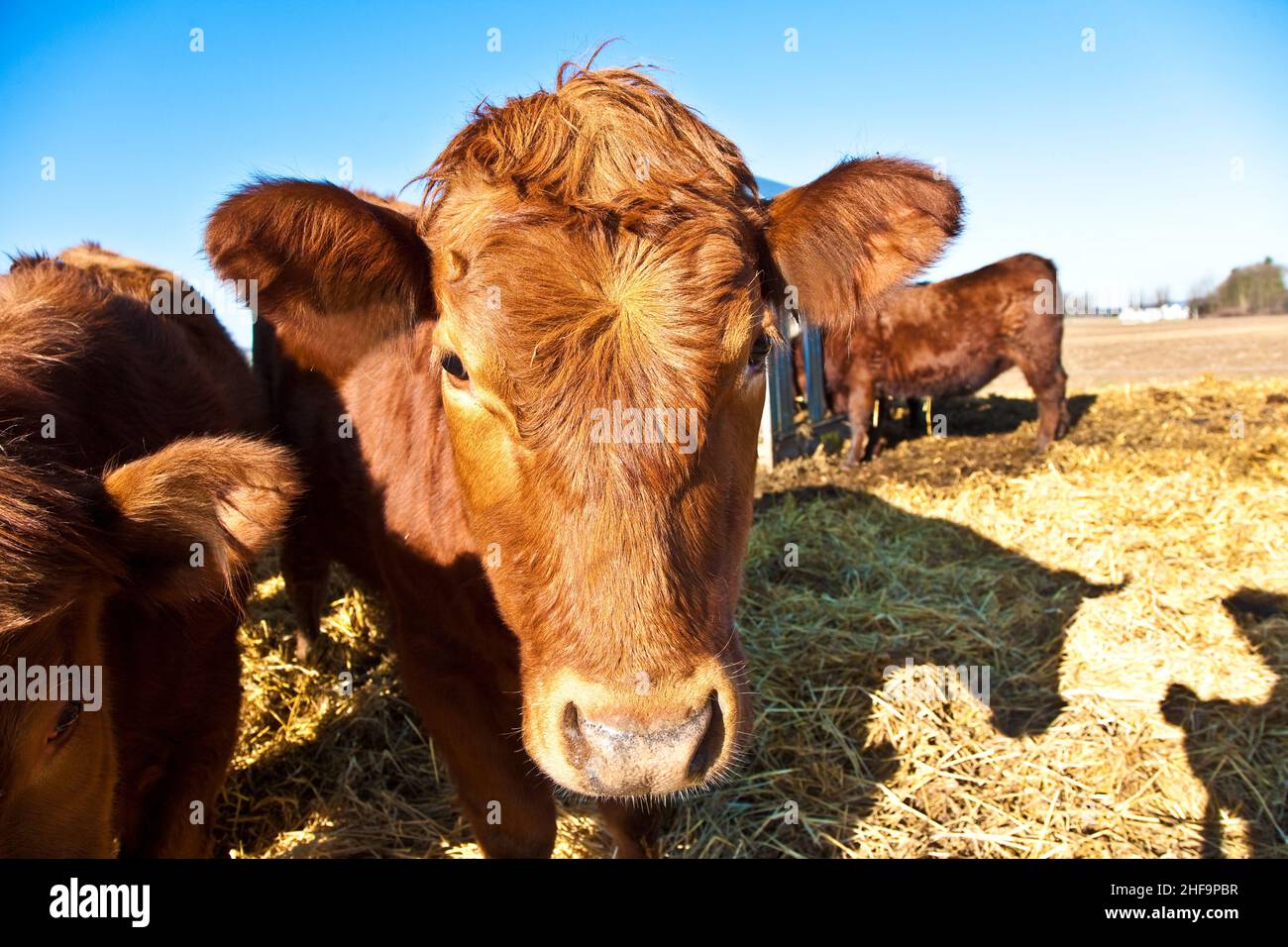 mouth of friendly cattle on straw with blue sky Stock Photo - Alamy