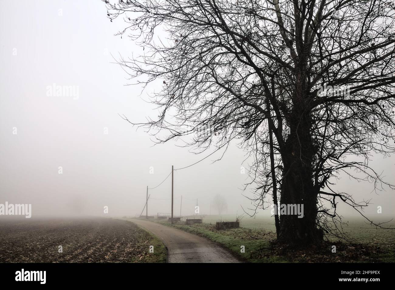 Road with a poplar and an over head power line in the italian ...