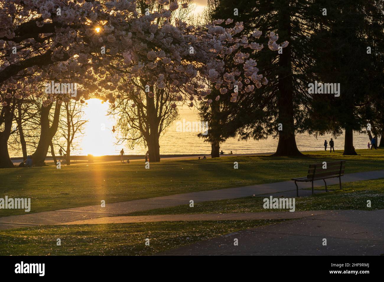Sunset Beach Park beautiful landscape in spring sunset time. Cherry ...