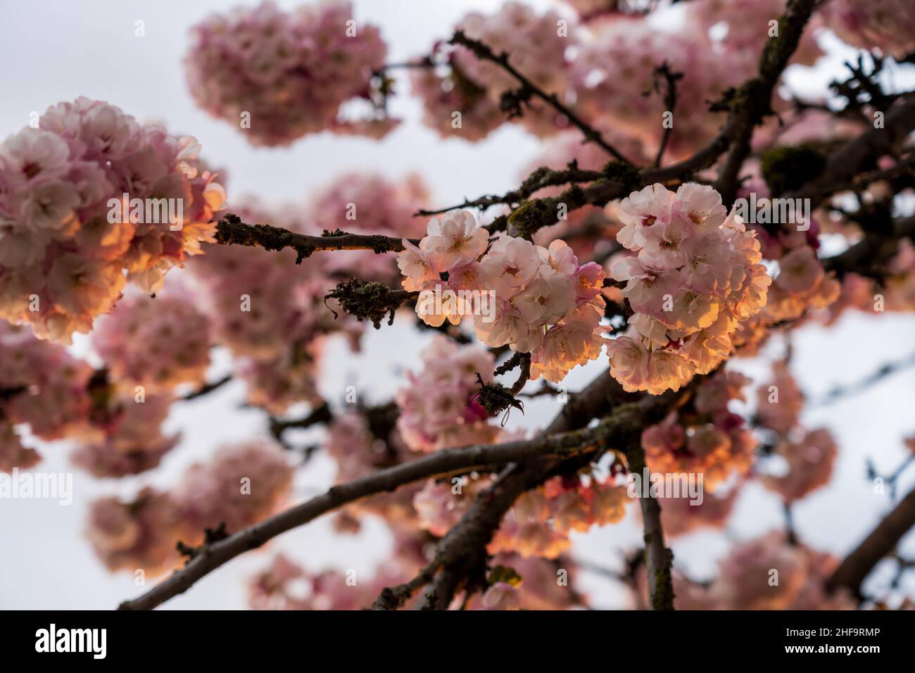 Close-up pink cherry blossoms flowers in full bloom, sunshine lights on ...