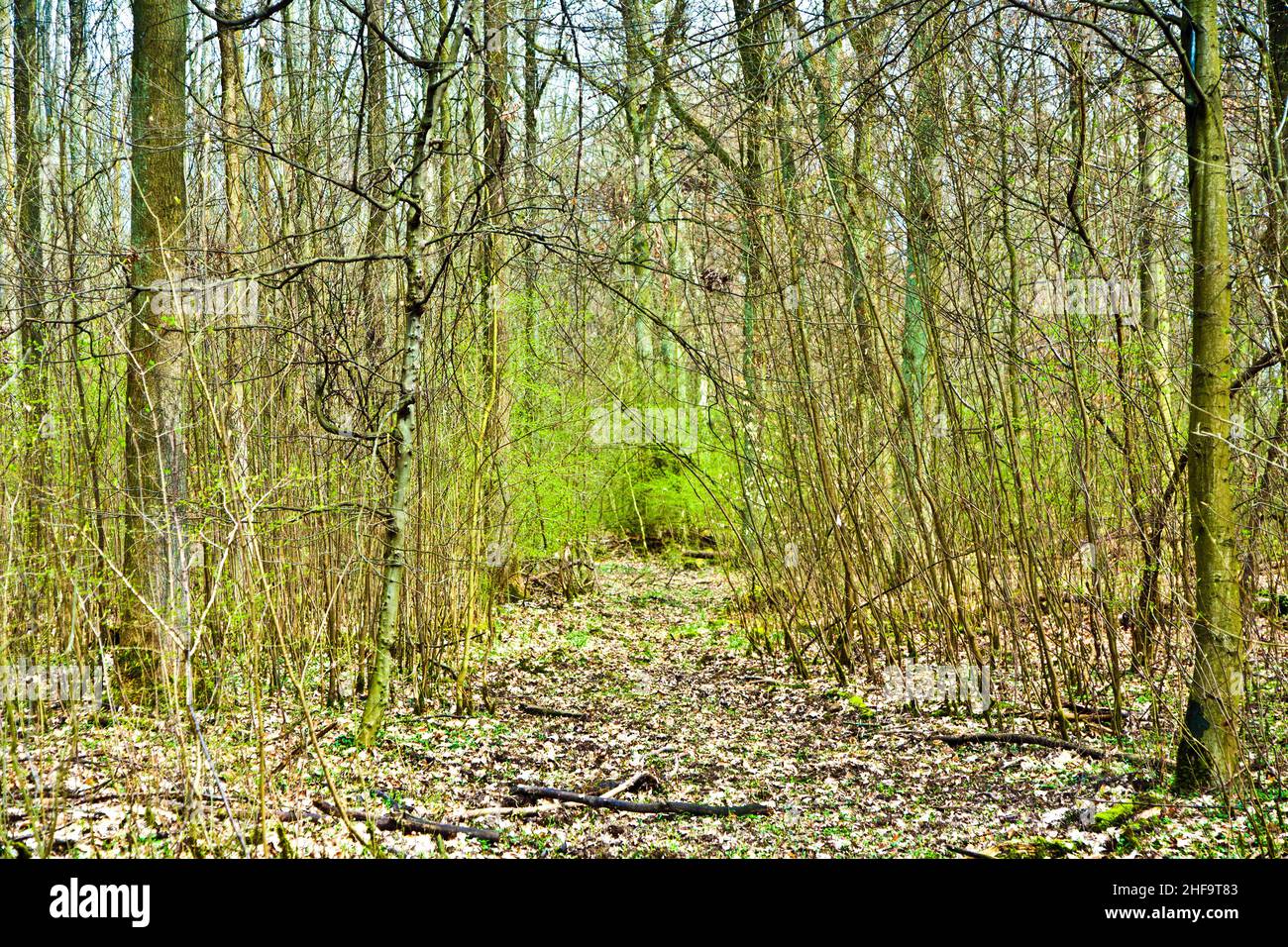 Walking path through lush vegetation hi-res stock photography and ...