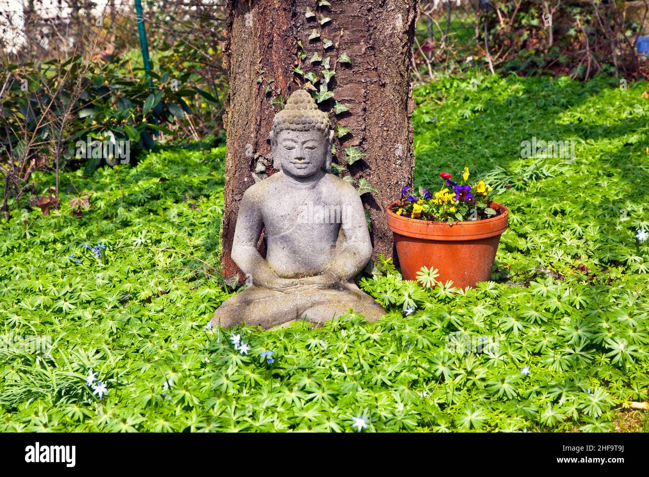 Meditating buddha tree hi-res stock photography and images - Alamy
