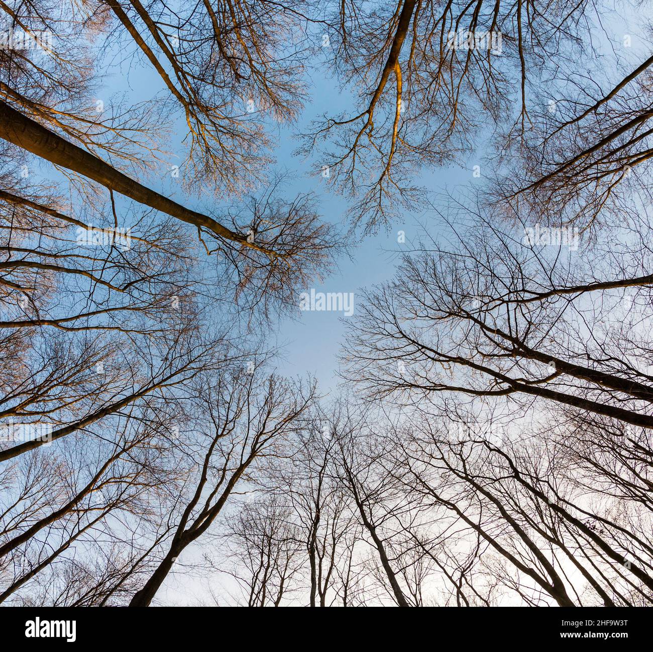 crown of trees with clear blue sky and harmonic branch structure Stock ...