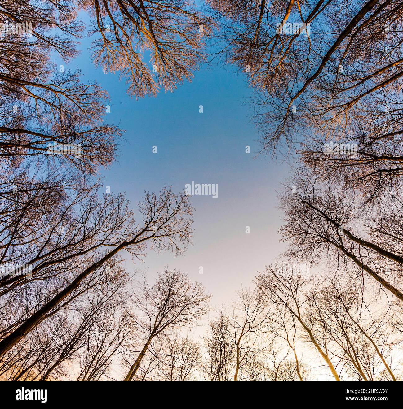 crown of trees with clear blue sky and harmonic branch structure Stock ...
