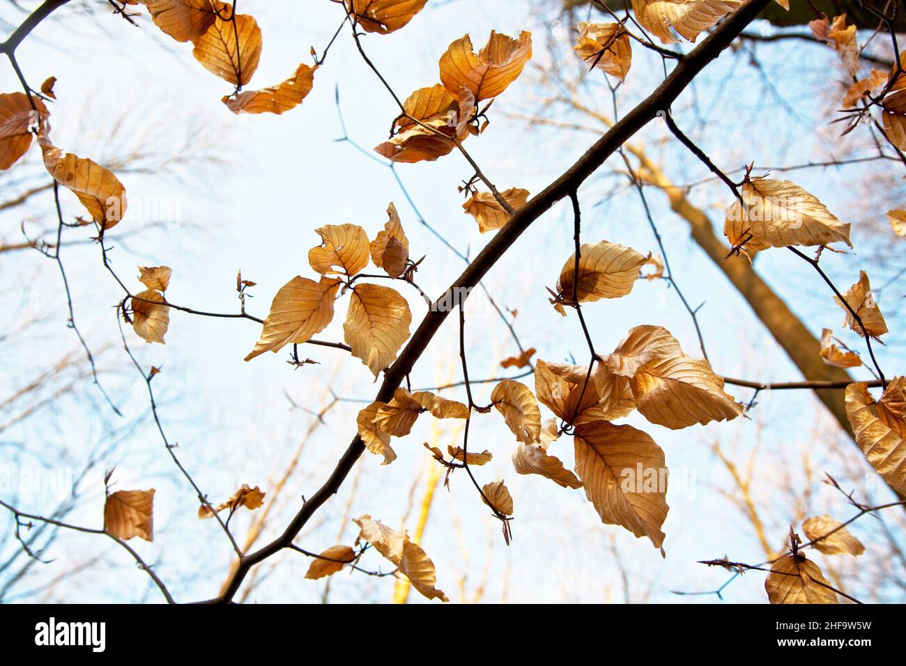 golden leaves at the tree in beautiful light with sky Stock Photo - Alamy