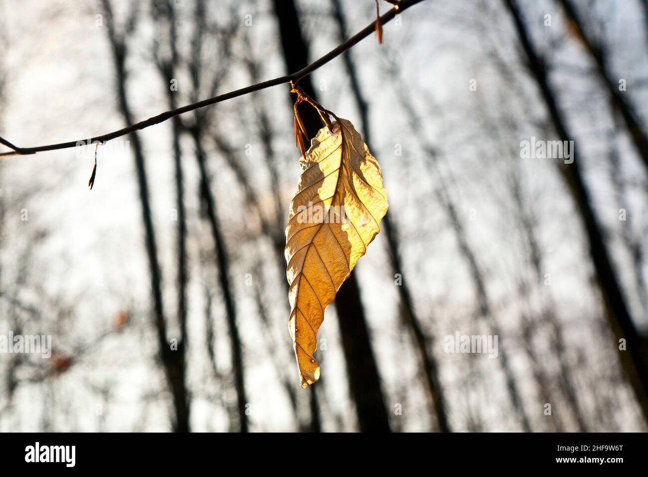 golden leaves at the tree in beautiful light with sky Stock Photo - Alamy