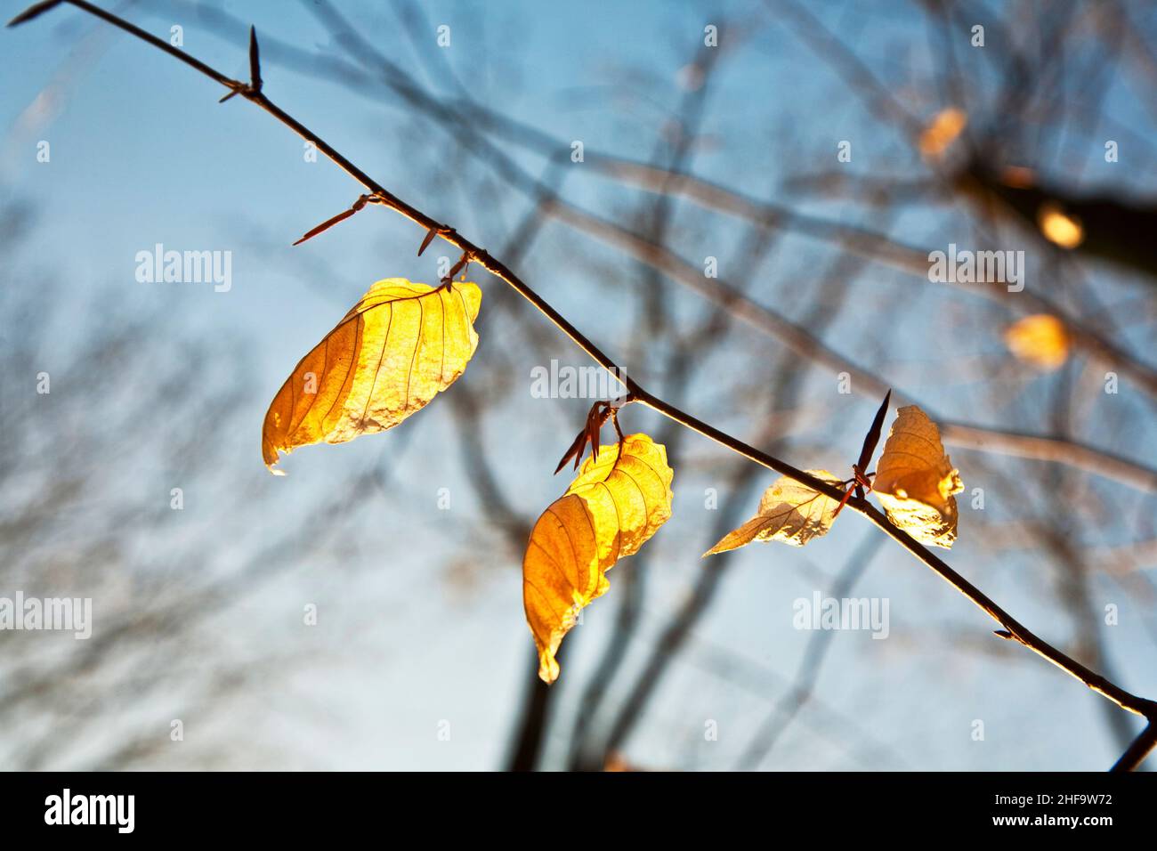golden leaves at the tree in beautiful light with sky Stock Photo - Alamy