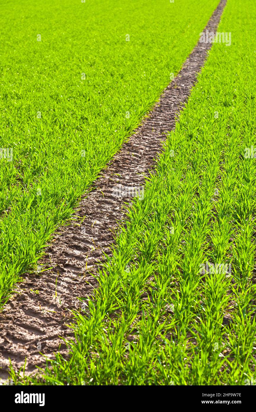 Tire Path In green Field in springtime Stock Photo - Alamy