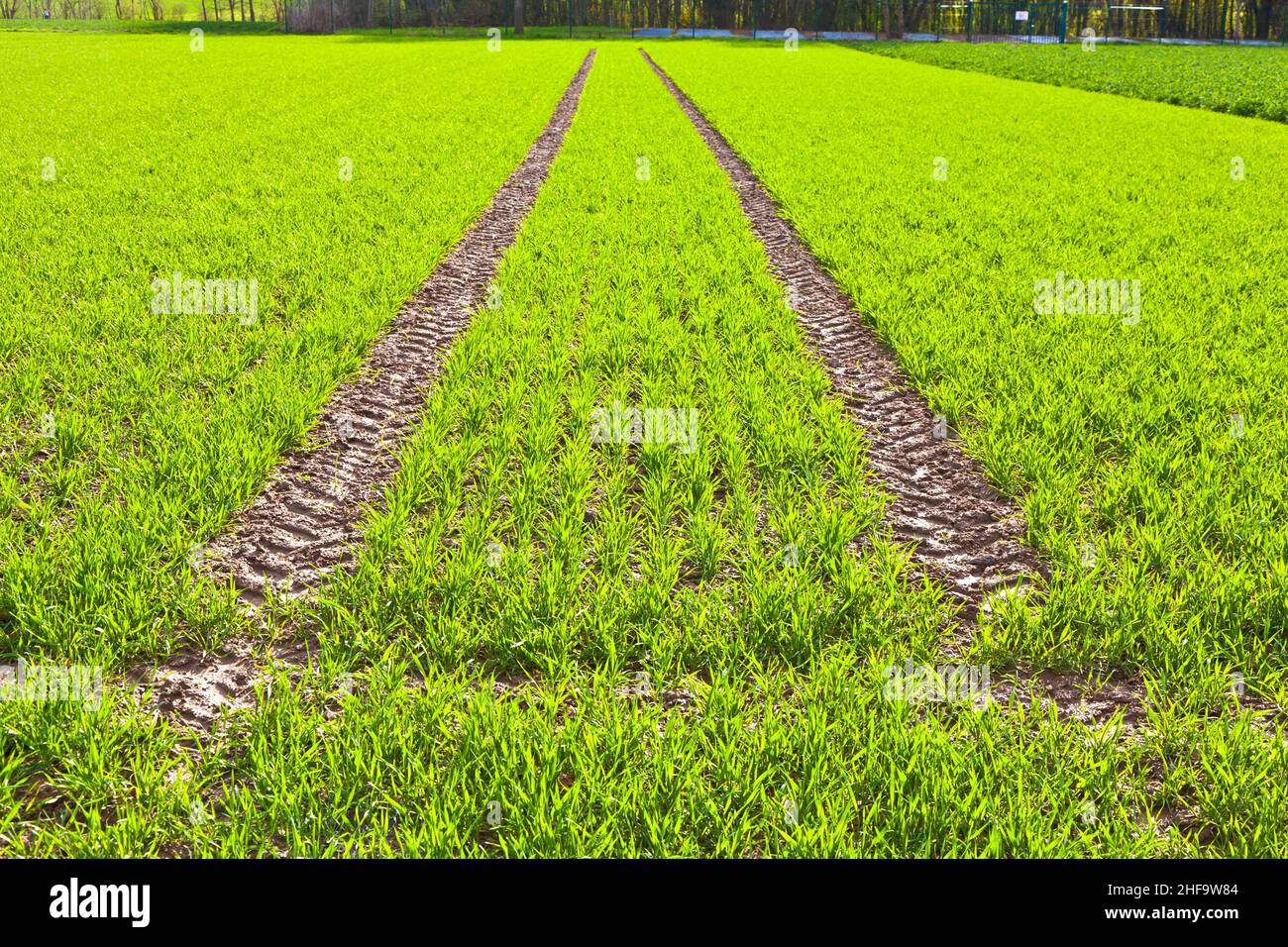 Tire Path In green Field in springtime Stock Photo - Alamy