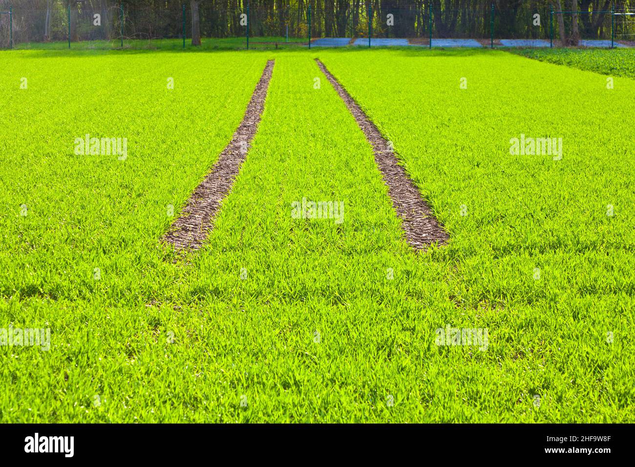 Tire Path In green Field in springtime Stock Photo - Alamy