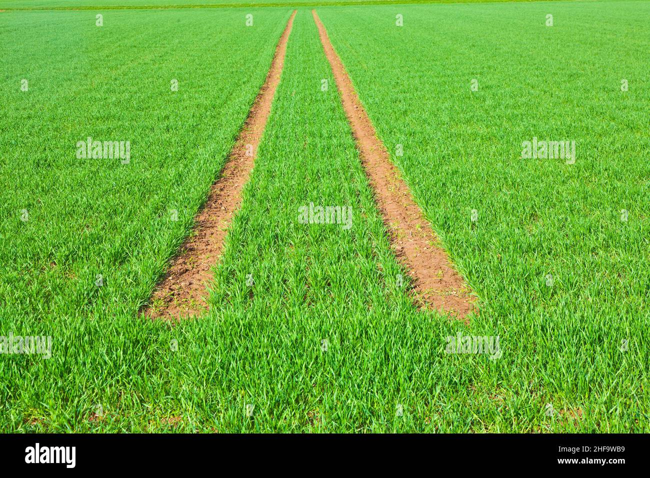 Tire Path In green Field in springtime Stock Photo - Alamy