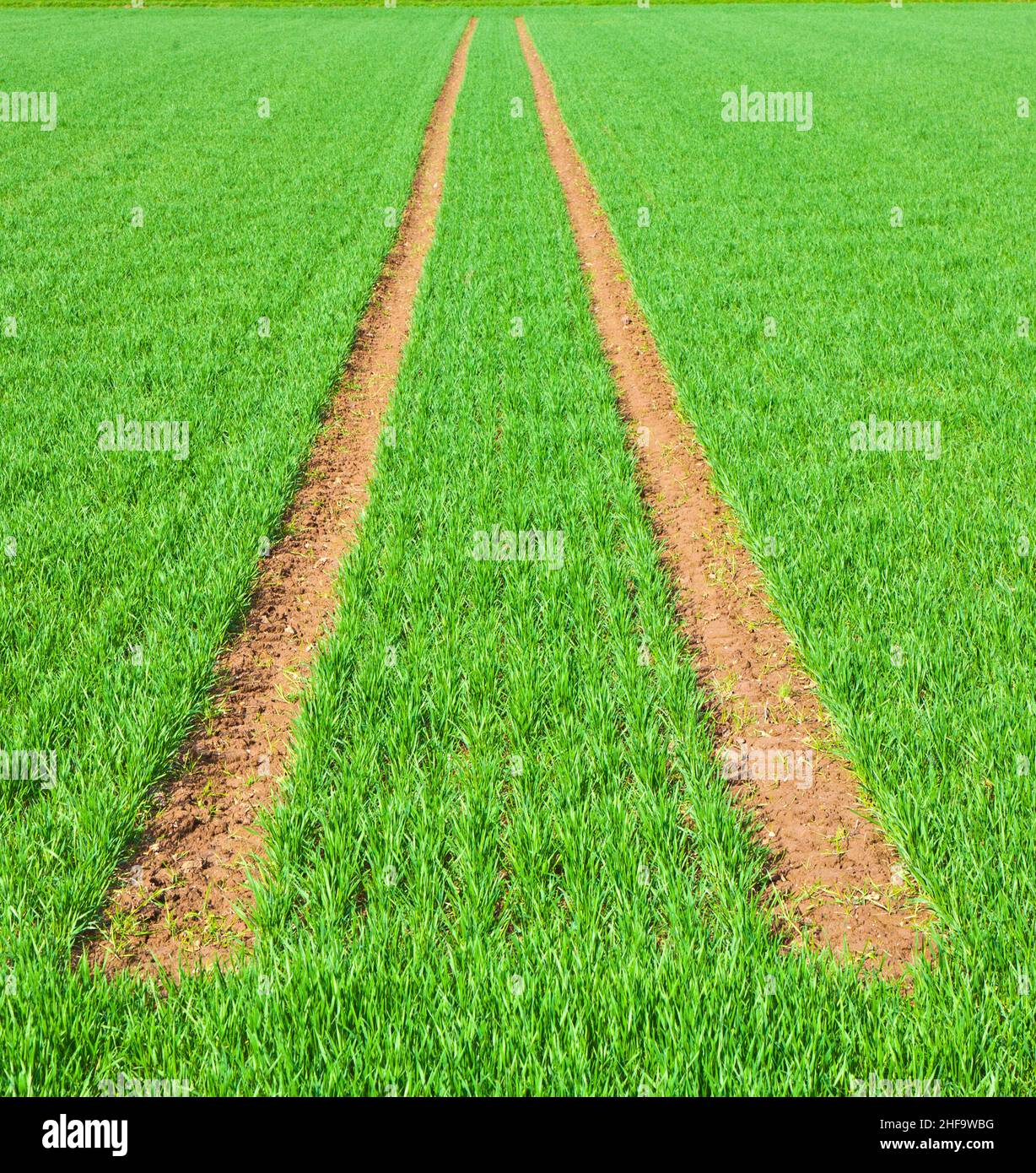 Tire Path In green Field in springtime Stock Photo - Alamy