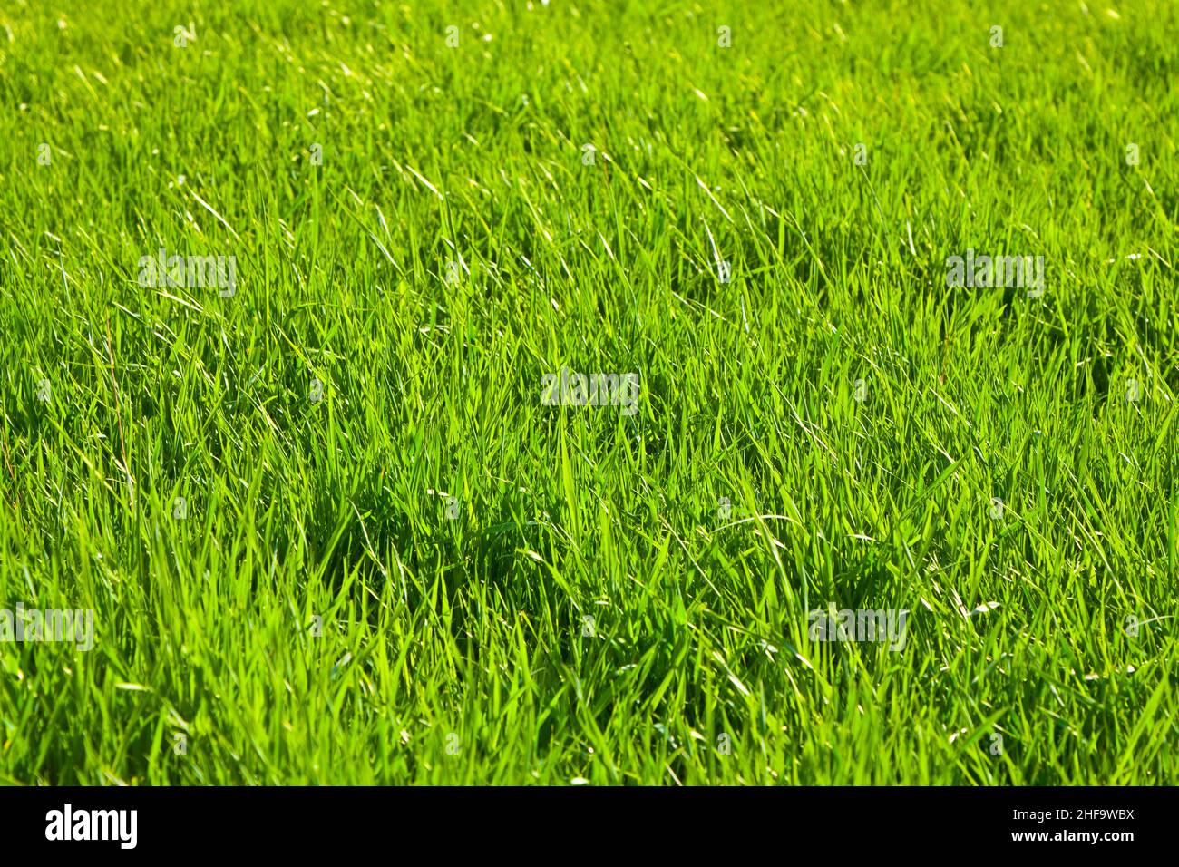 green field with growing plants in springtime Stock Photo - Alamy