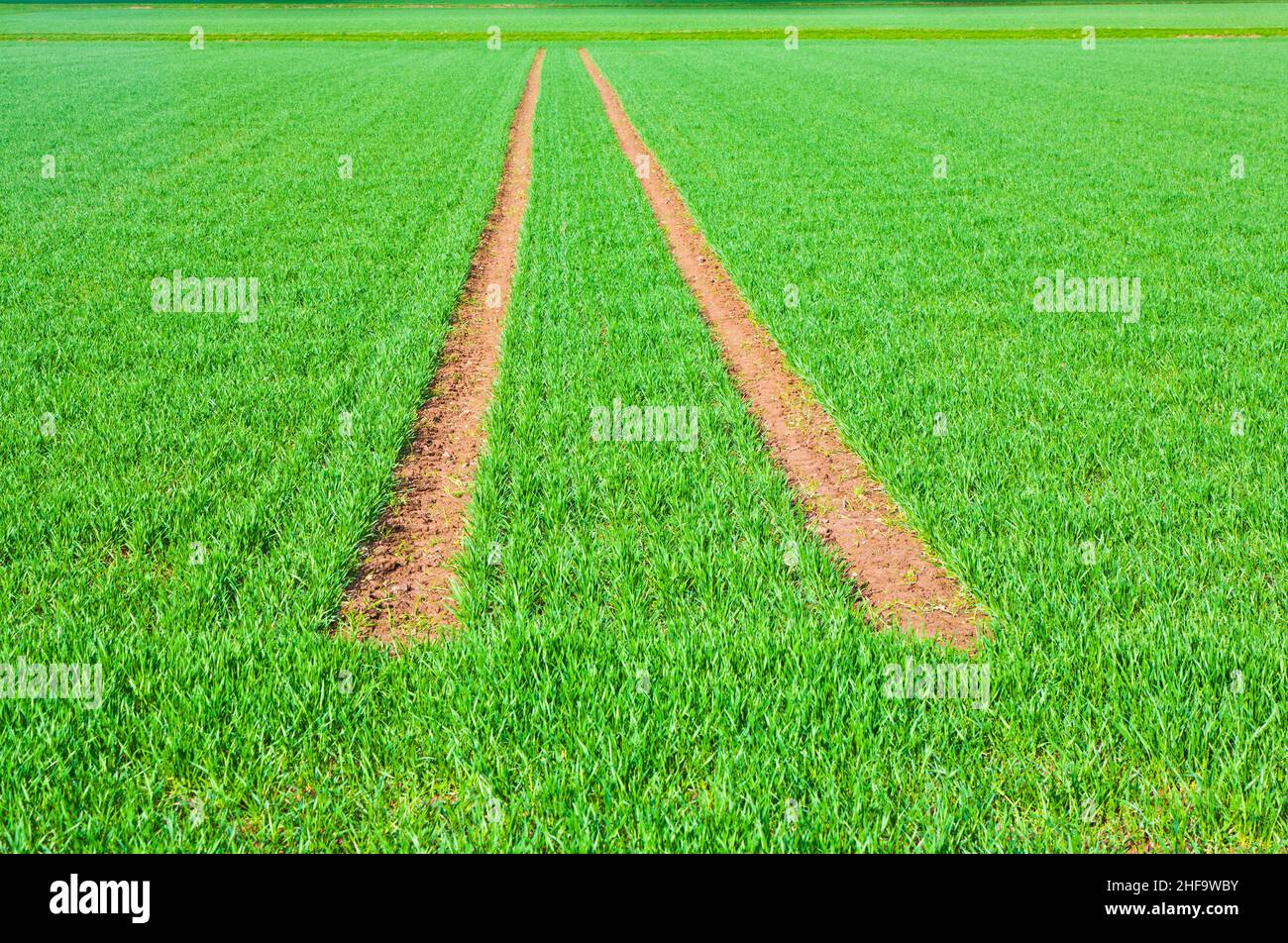 Tire Path In green Field in springtime Stock Photo - Alamy