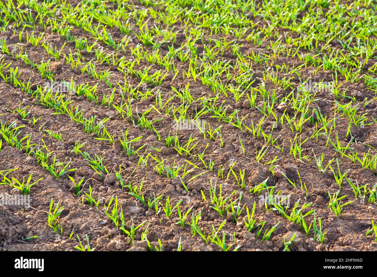 Background of newly plowed field with fresh growing plants Stock Photo ...